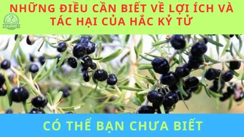 Những điều cần biết về lợi ích và tác hại của hắc kỷ tử